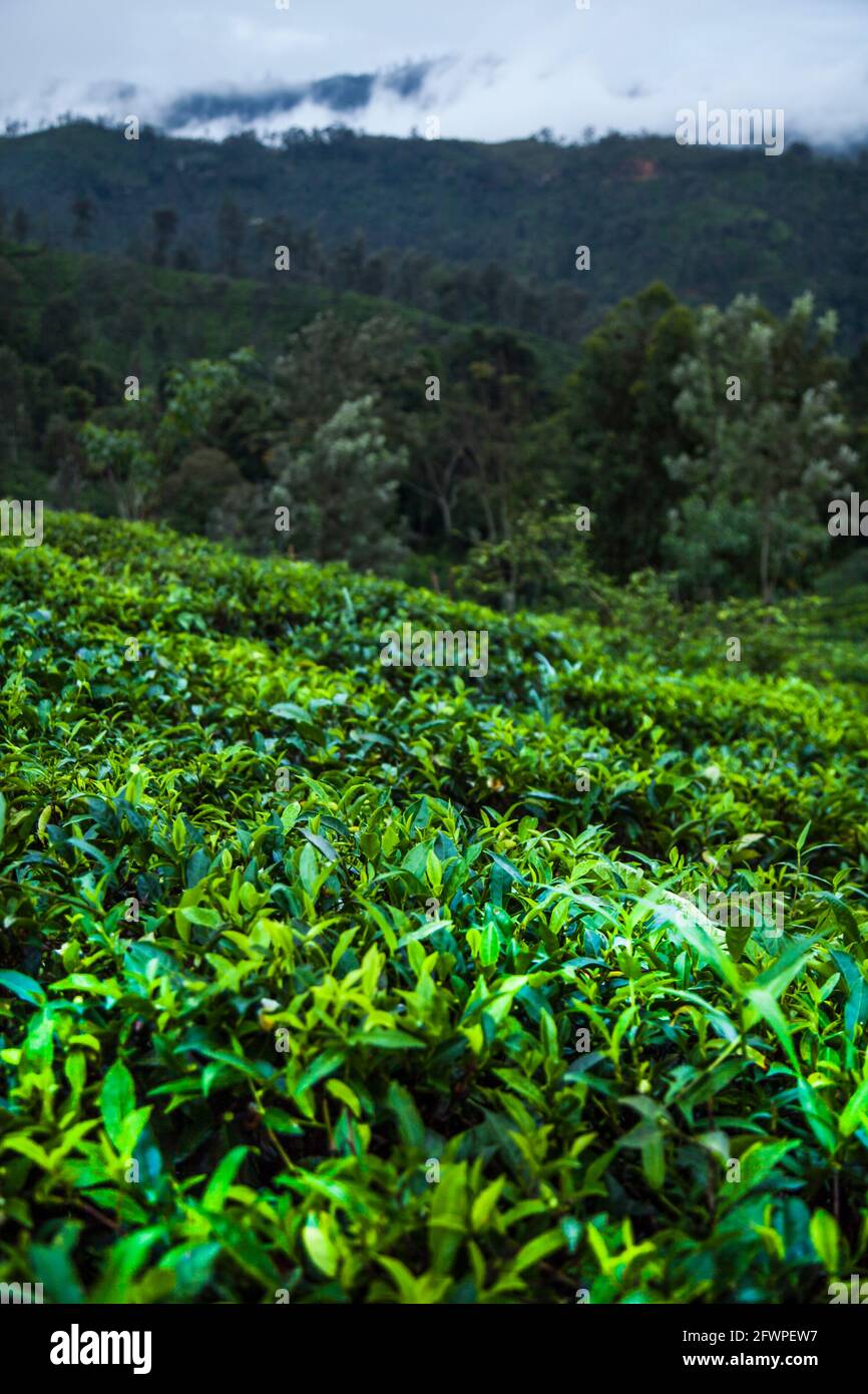 Close up of fresh tea leaves Stock Photo - Alamy