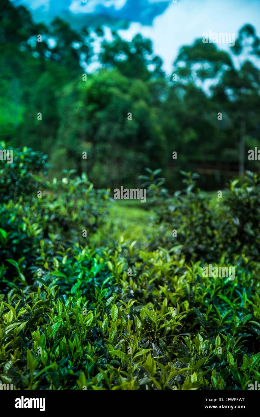Sri lanka, Asia, Beautiful fresh green tea plantation Stock Photo - Alamy