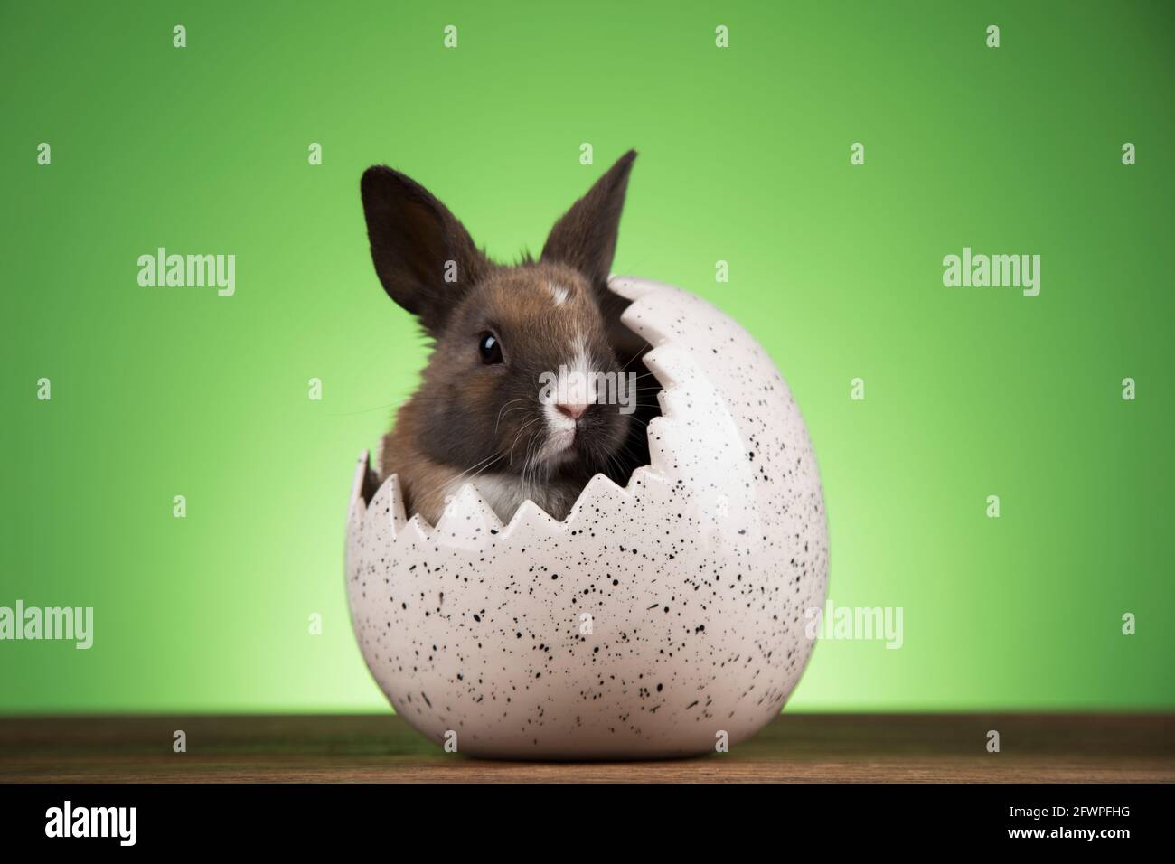 Baby bunny and egg, easter background Stock Photo - Alamy