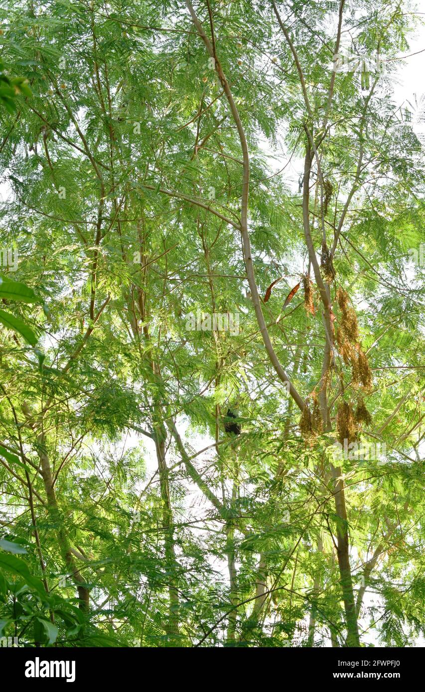 high acacia tree flowing from wind blow in garden Stock Photo - Alamy