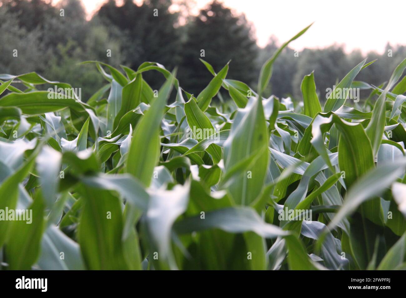 view over the tops of green maïs plant leaves on a field Stock Photo ...