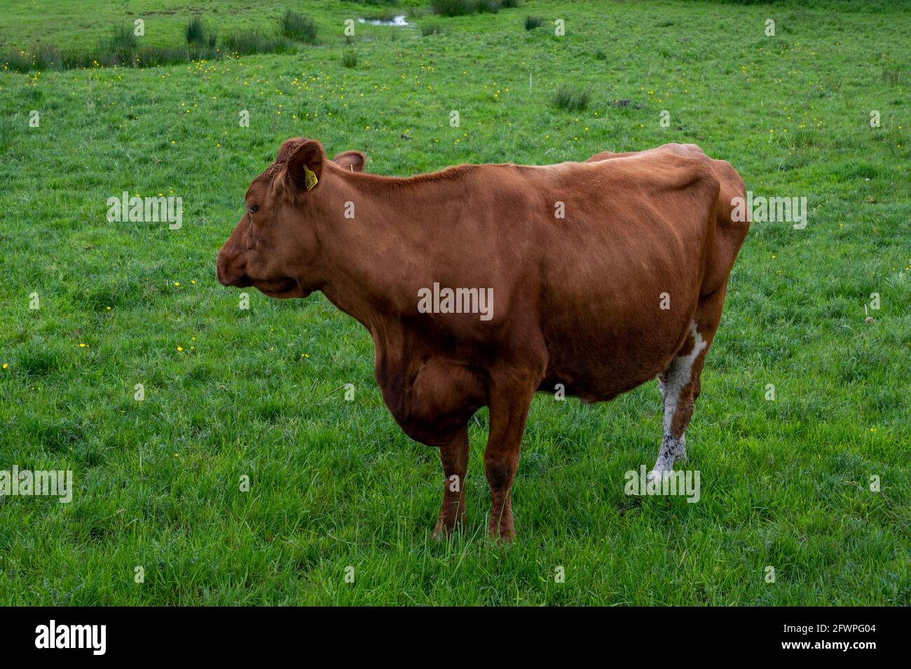 Cow brown color in hi-res stock photography and images - Alamy