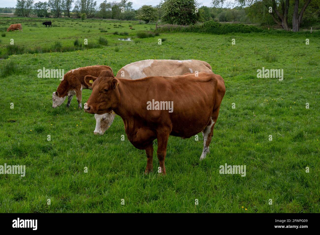 Grazzing on grass hi-res stock photography and images - Alamy