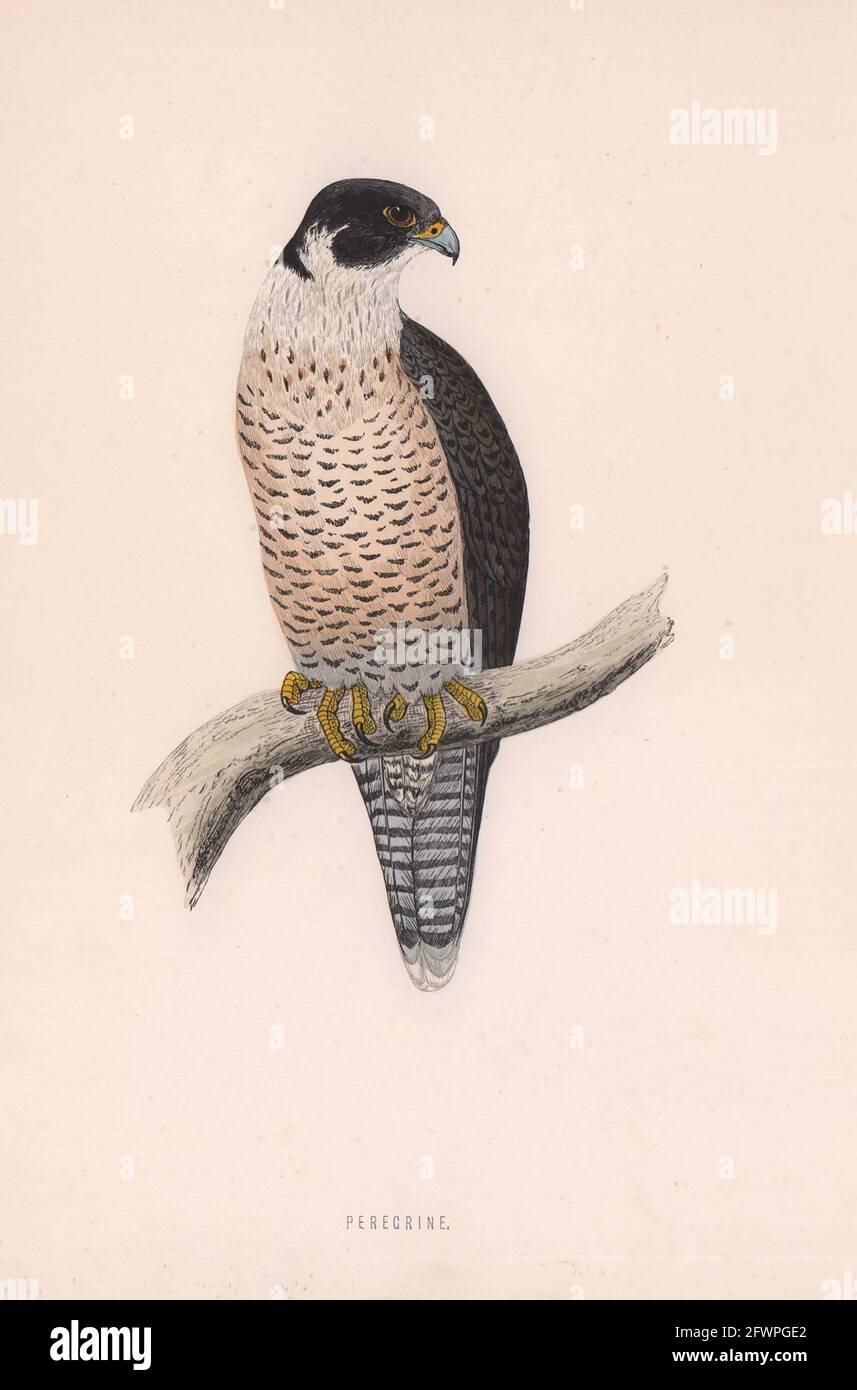 Peregrine falcon london hi-res stock photography and images - Alamy