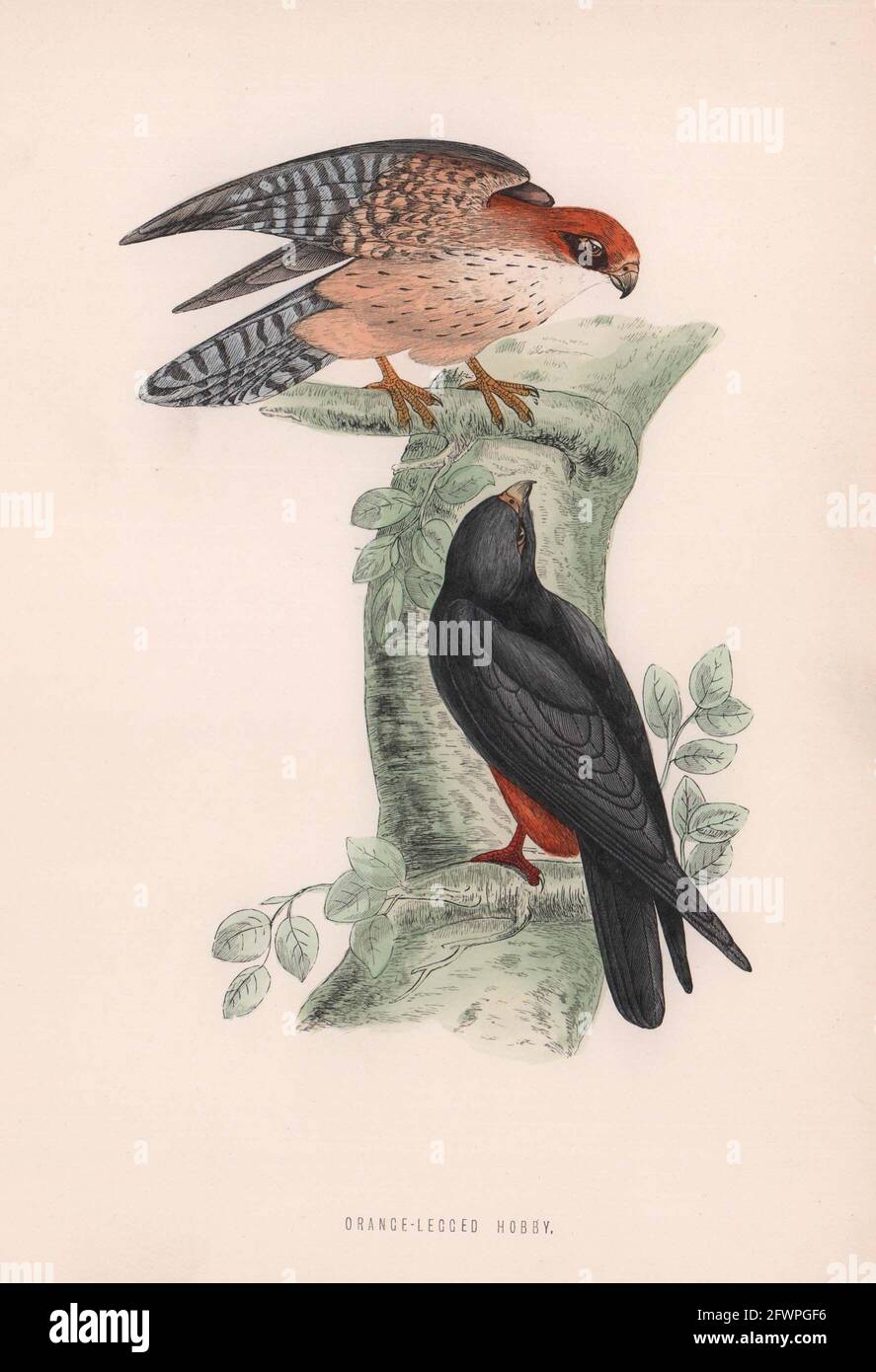 Orange-Legged Hobby. Morris's British Birds. Antique colour print 1870 ...