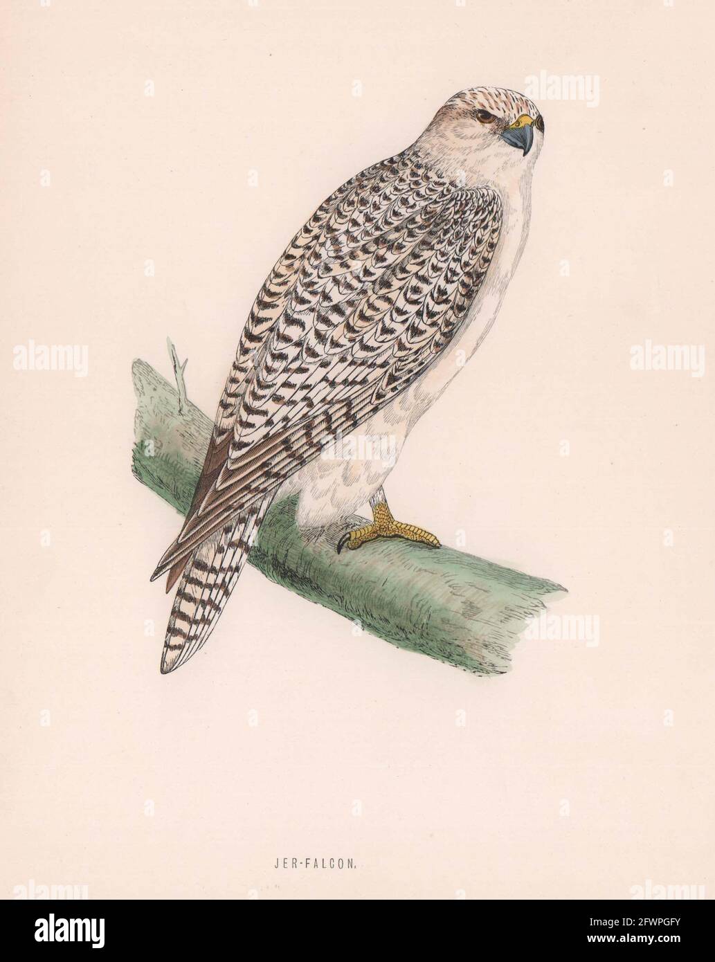 Jer falcon hi-res stock photography and images - Alamy