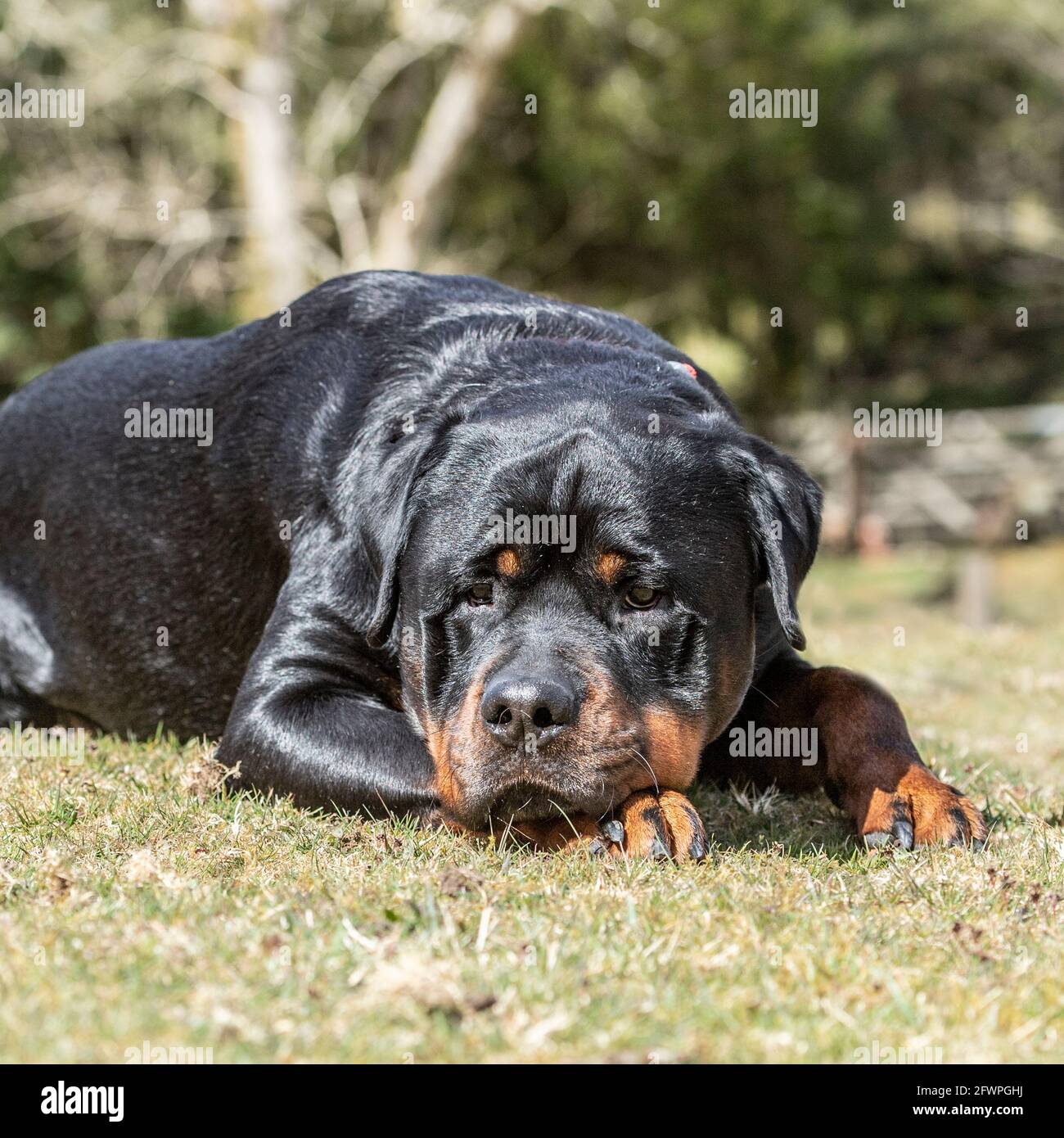 Rottweiler side profile of head hi-res stock photography and images - Alamy