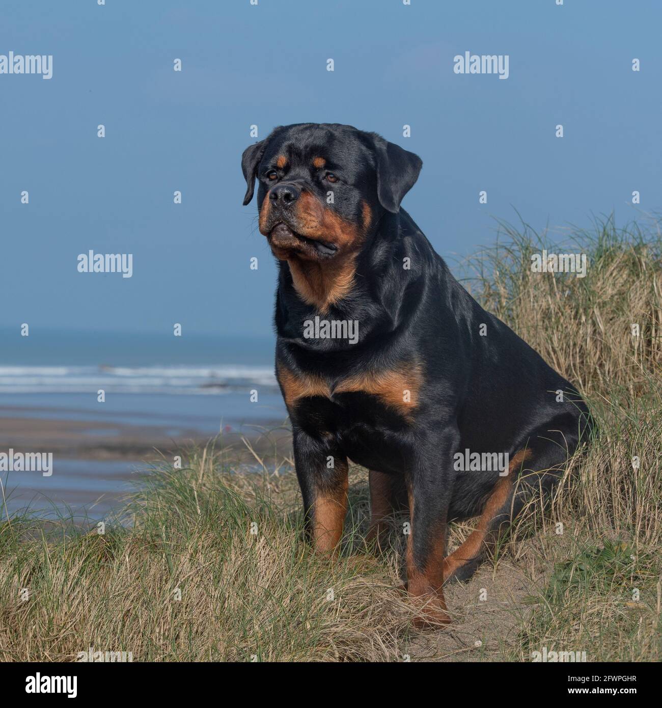 Rottweiler side profile of head hi-res stock photography and images - Alamy