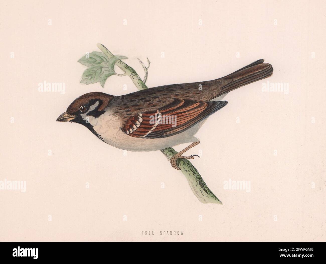 Tree Sparrow British Isles High Resolution Stock Photography and Images ...
