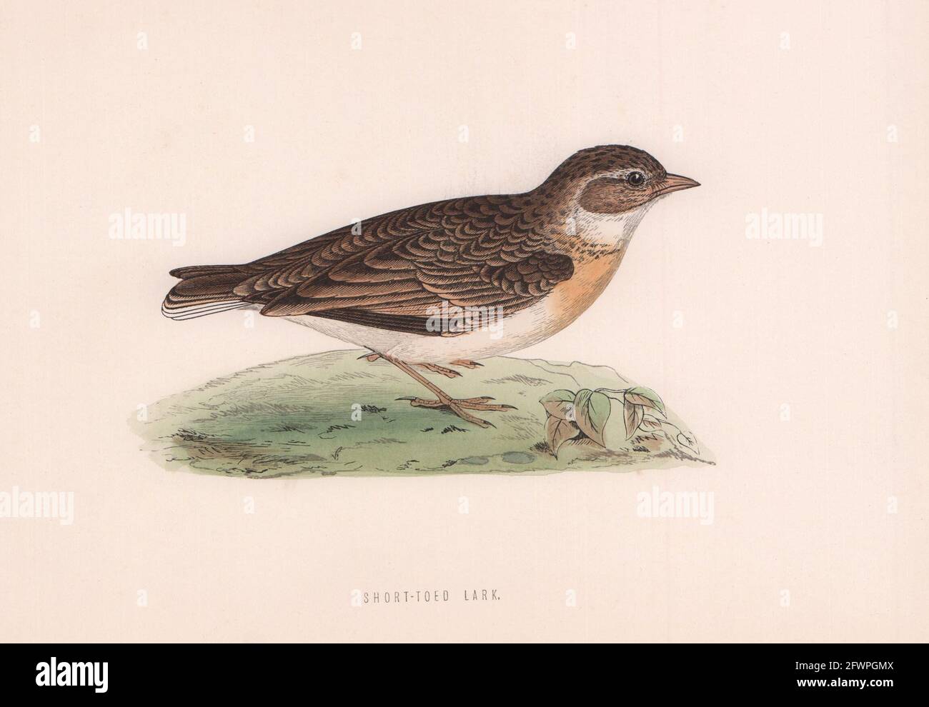 Short-toed Lark. Morris's British Birds. Antique colour print 1870 old ...