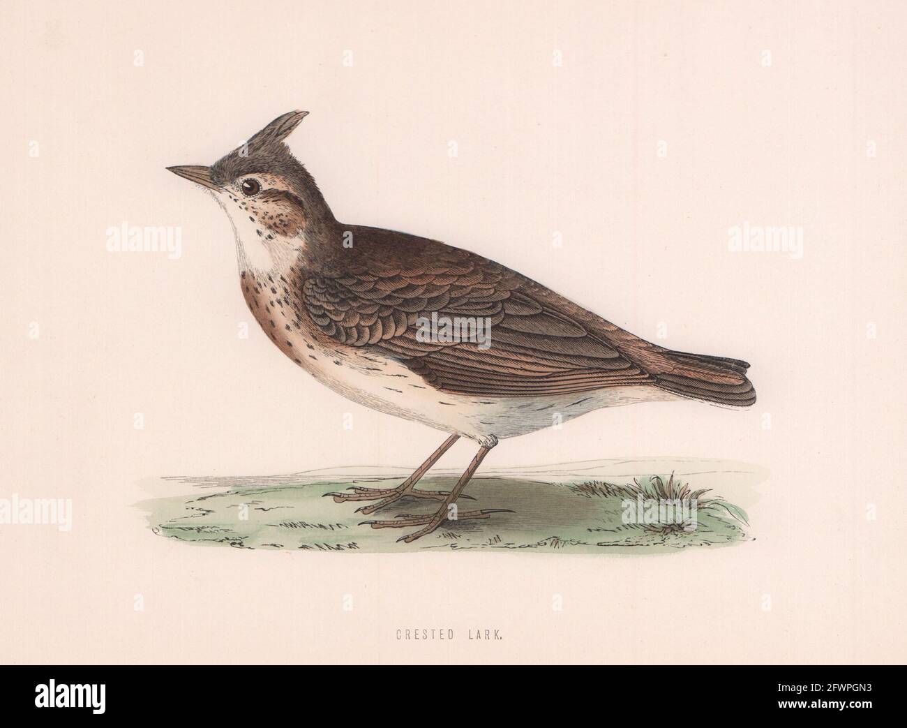 Crested Lark. Morris's British Birds. Antique colour print 1870 old ...