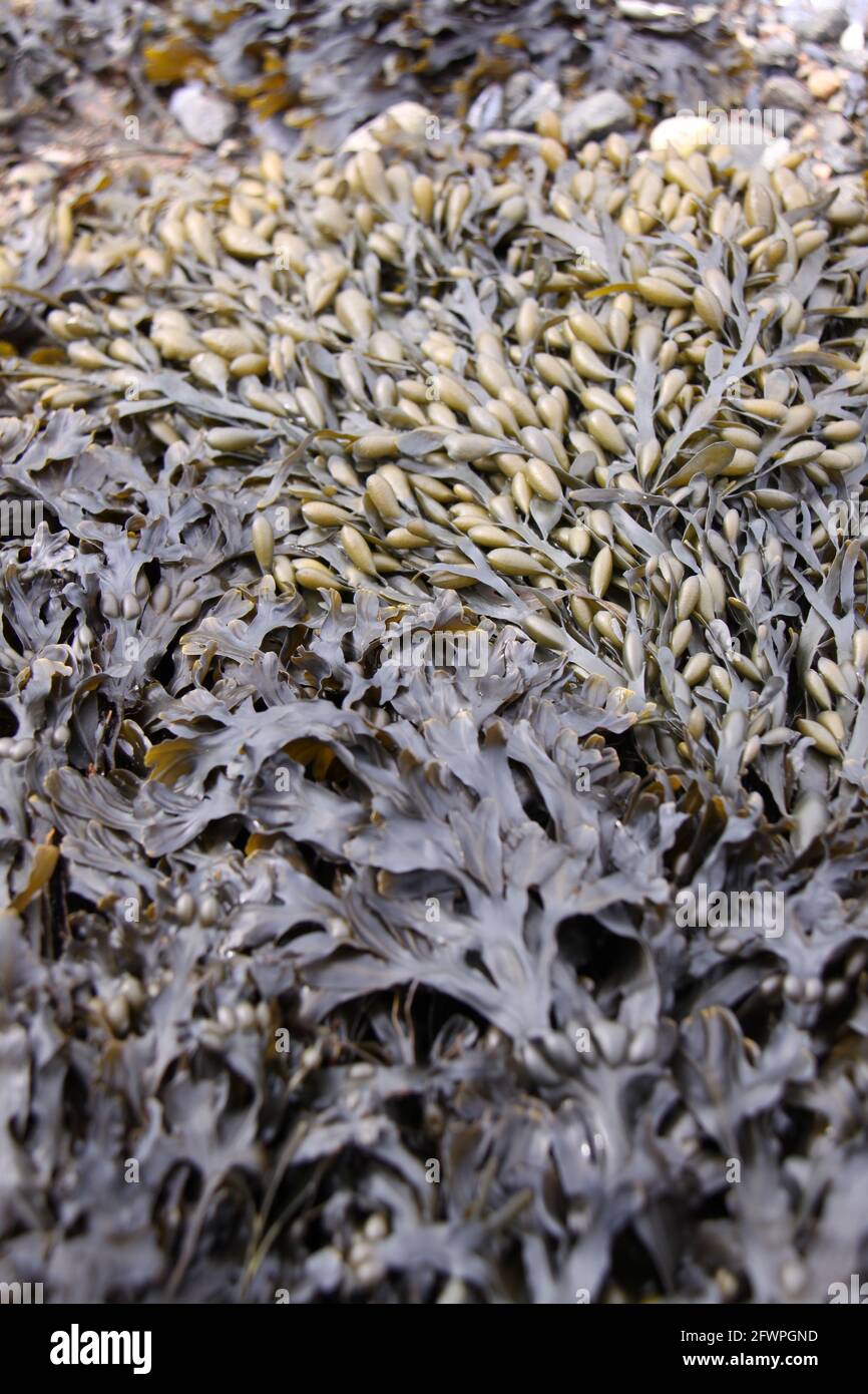 Edible seaweed not nori hi-res stock photography and images - Alamy