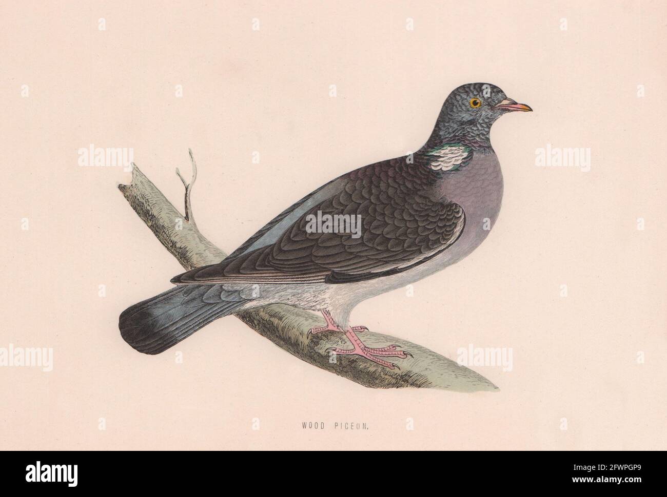 George and pigeon hi-res stock photography and images - Alamy