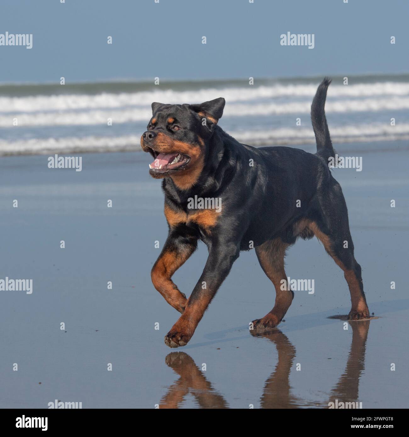 Rottweiler side profile of head hi-res stock photography and images - Alamy