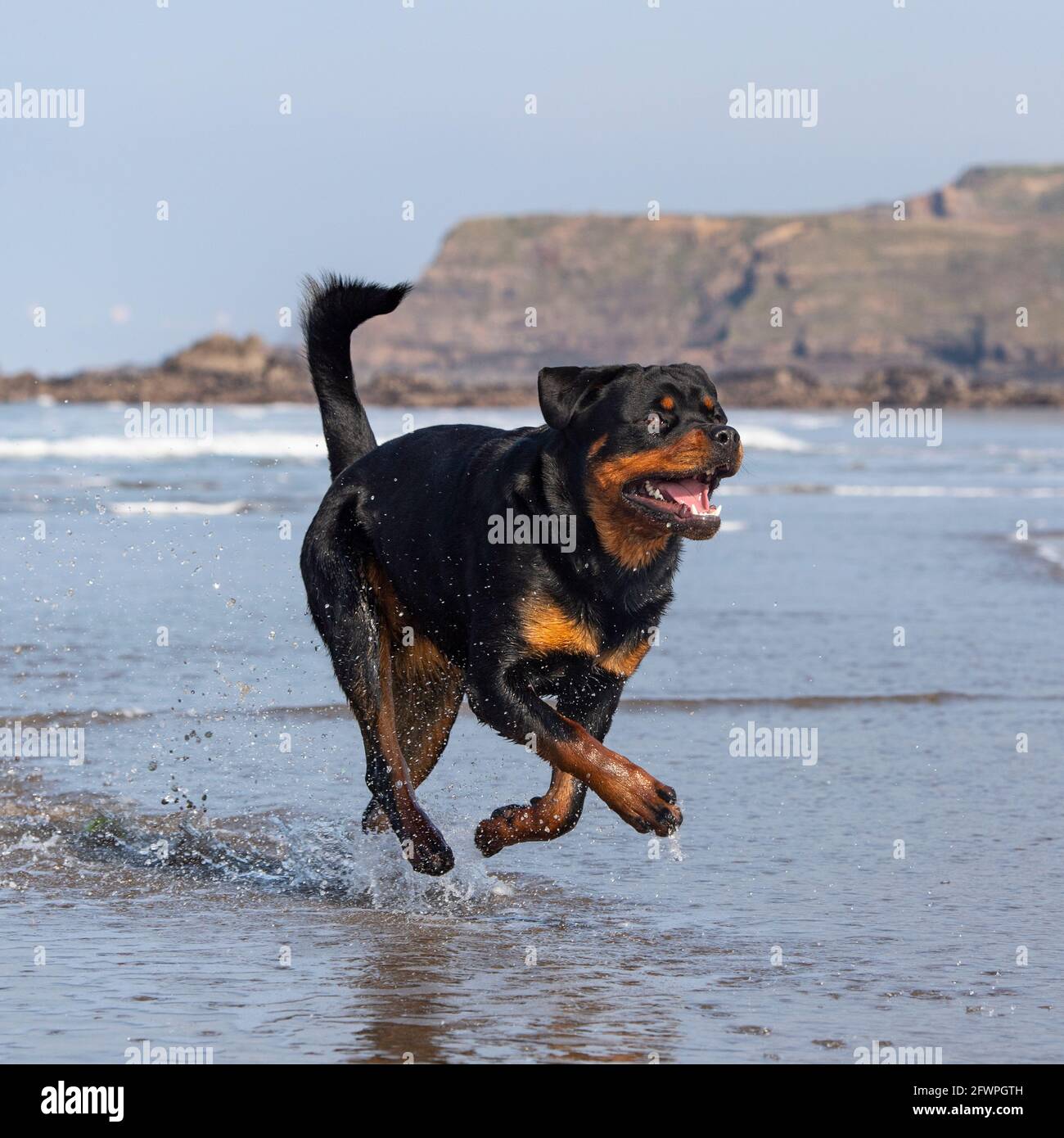 Rottweiler dog running hi-res stock photography and images - Alamy