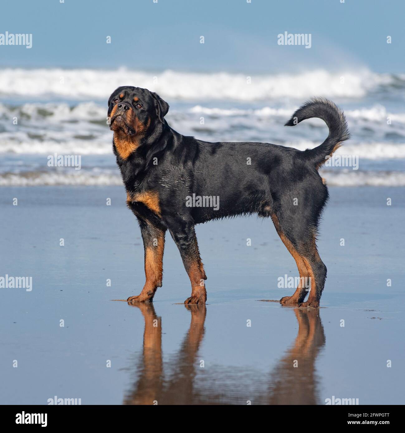Rottweiler side profile of head hi-res stock photography and images - Alamy