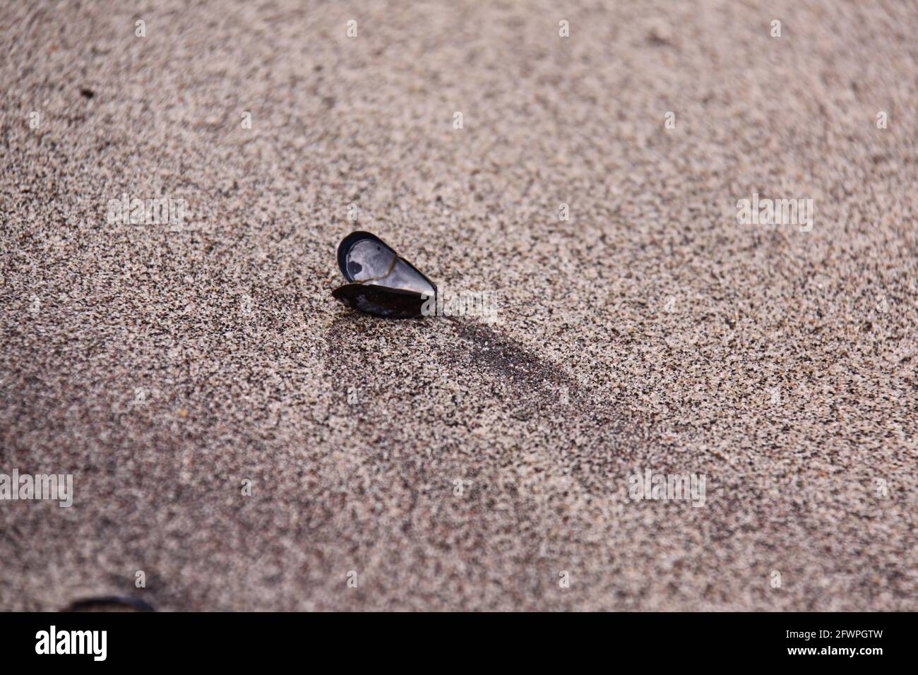 Shell on beach tide background hi-res stock photography and images - Alamy