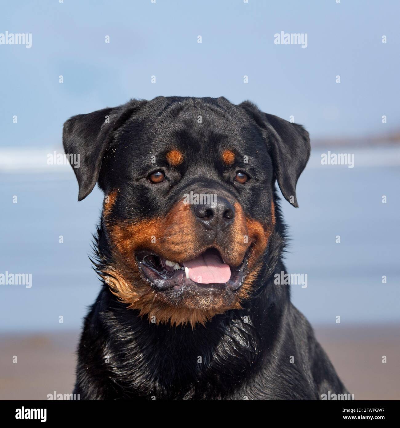 Rottweiler side profile of head hi-res stock photography and images - Alamy