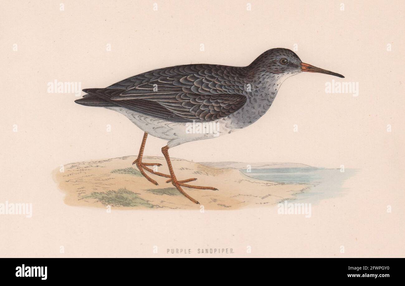 Purple Sandpiper. Morris's British Birds. Antique colour print 1870 old ...