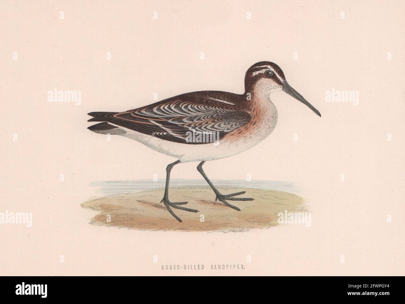 Broad-billed Sandpiper. Morris's British Birds. Antique colour print ...