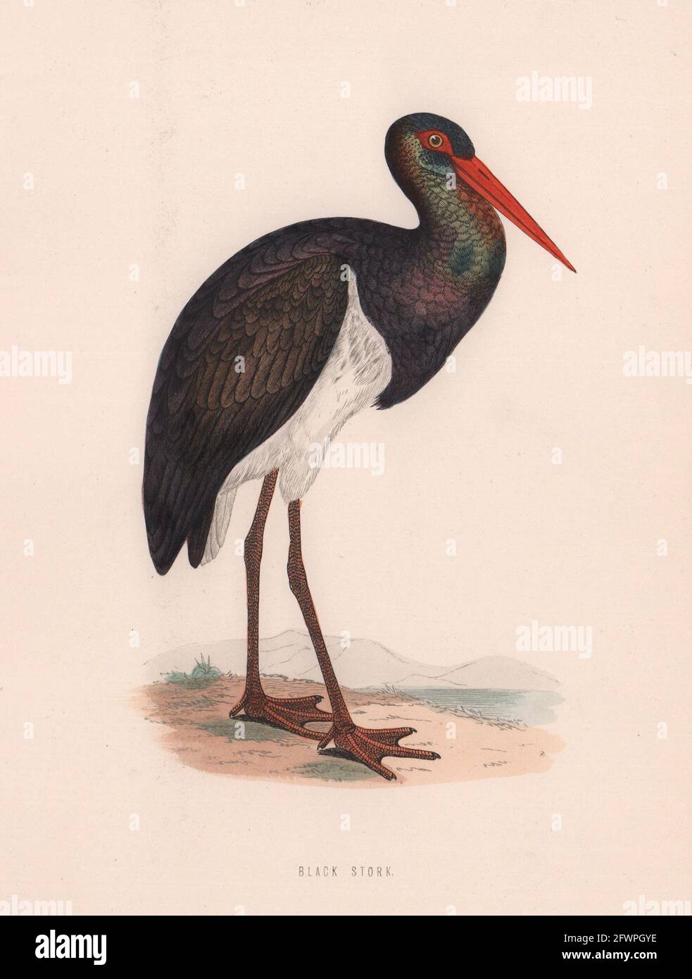 Black Stork. Morris's British Birds. Antique colour print 1870 old ...