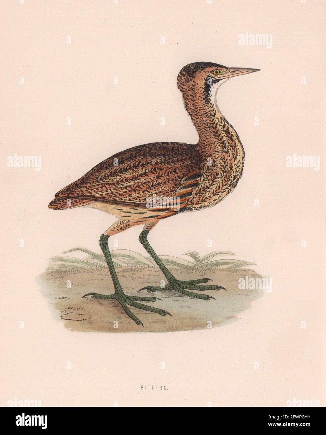 Bittern birds hi-res stock photography and images - Alamy