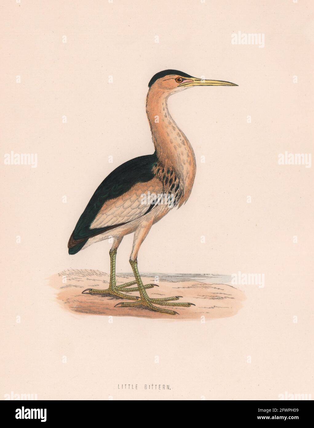 Bittern birds hi-res stock photography and images - Alamy