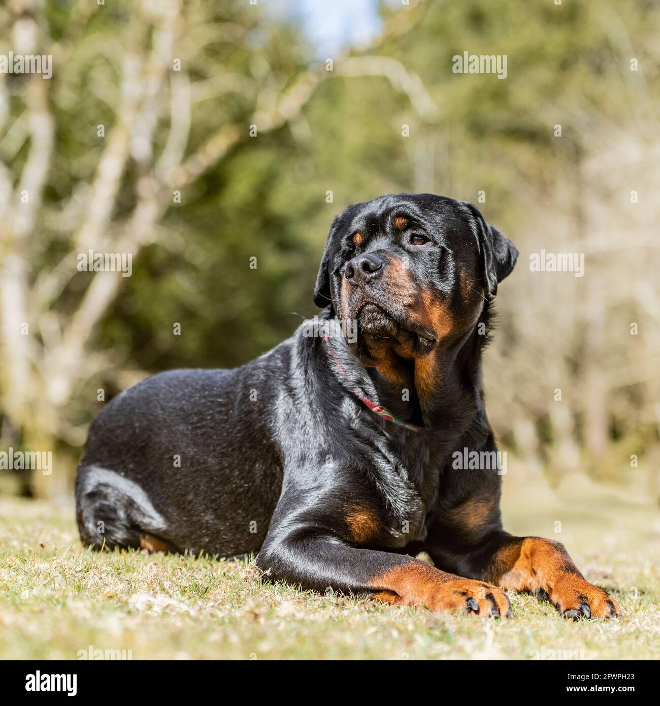 Rottweiler side profile of head hi-res stock photography and images - Alamy