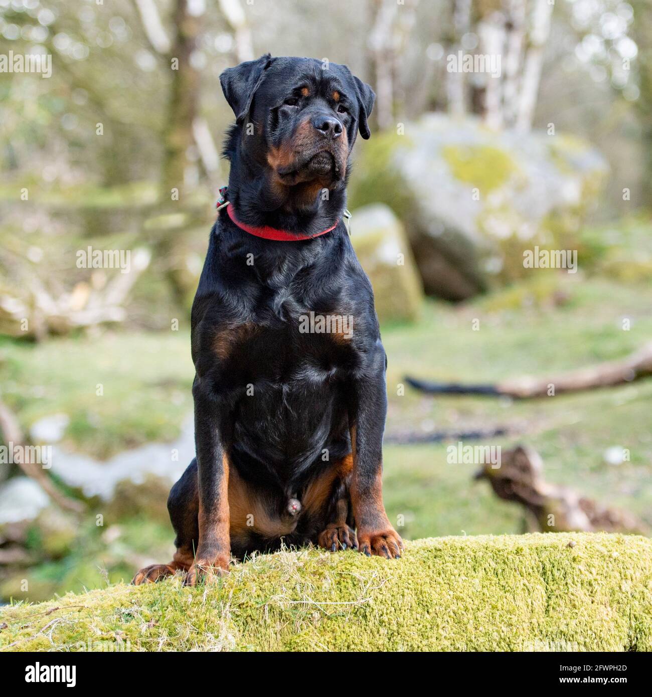Rottweiler side profile of head hi-res stock photography and images - Alamy