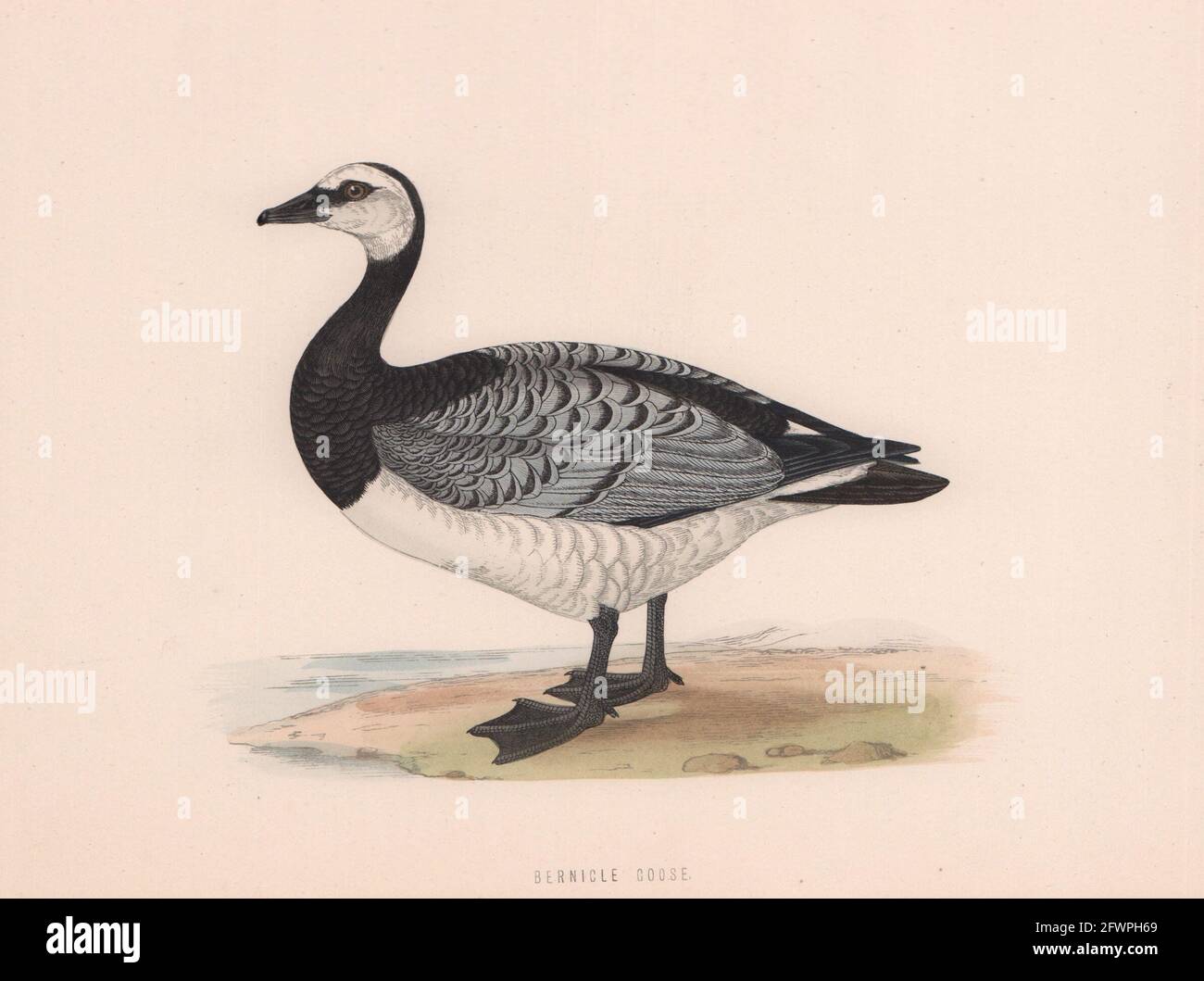 The bernicle hi-res stock photography and images - Alamy