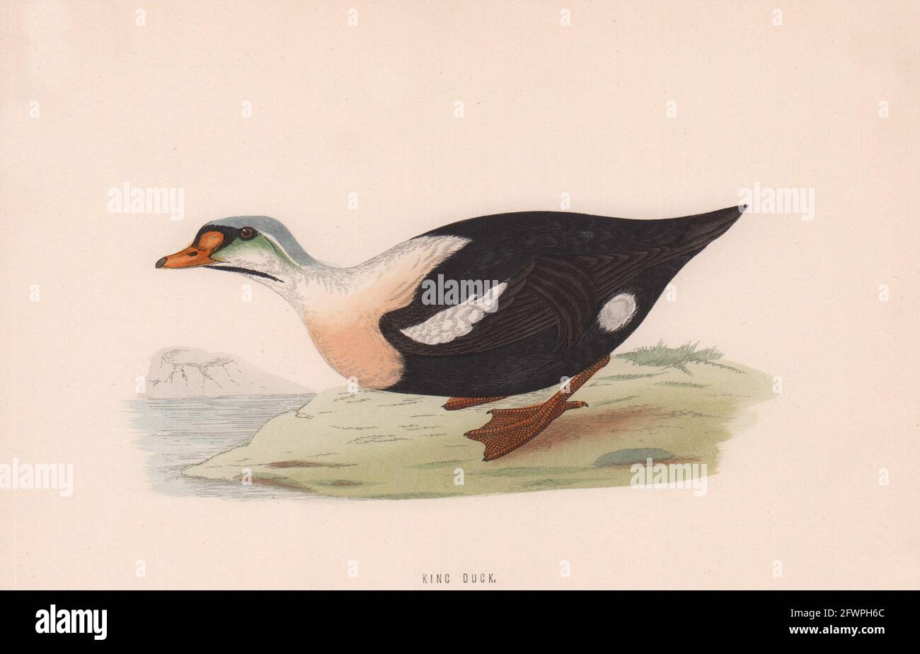 King Duck. Morris's British Birds. Antique colour print 1870 old Stock ...