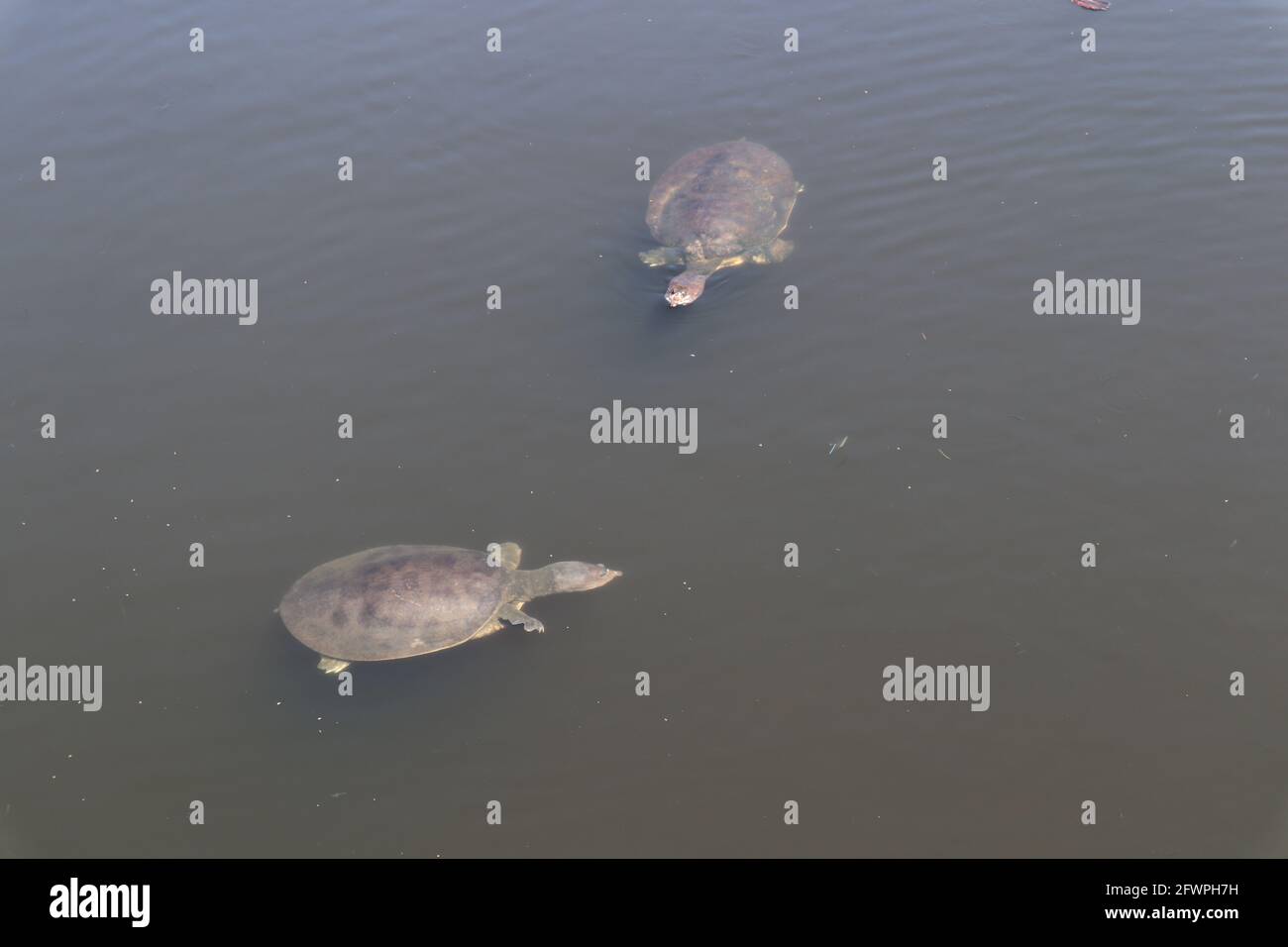 Swimming with turtles hi-res stock photography and images - Alamy