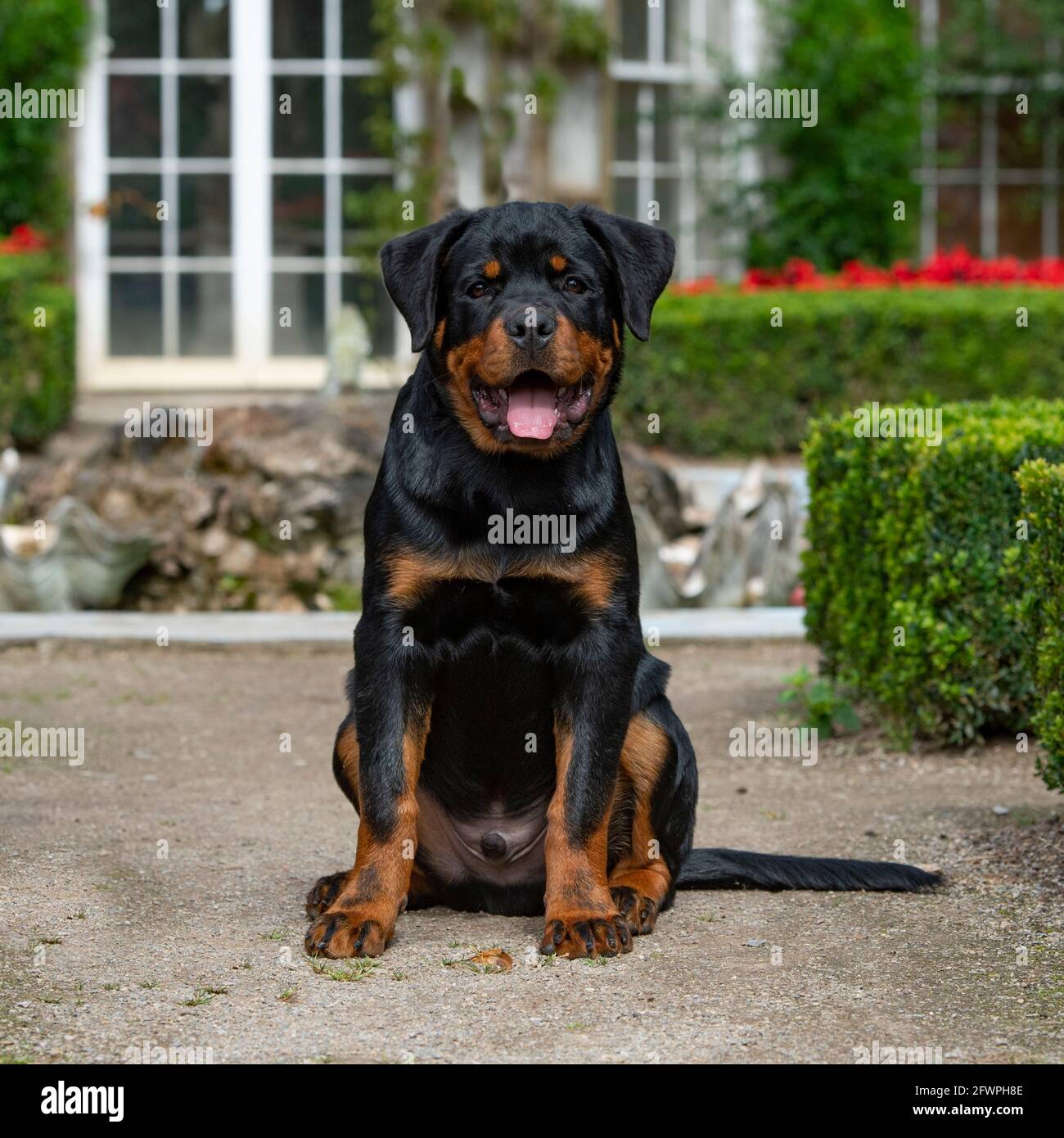 Rottweiler dog male pedigree hi-res stock photography and images - Alamy