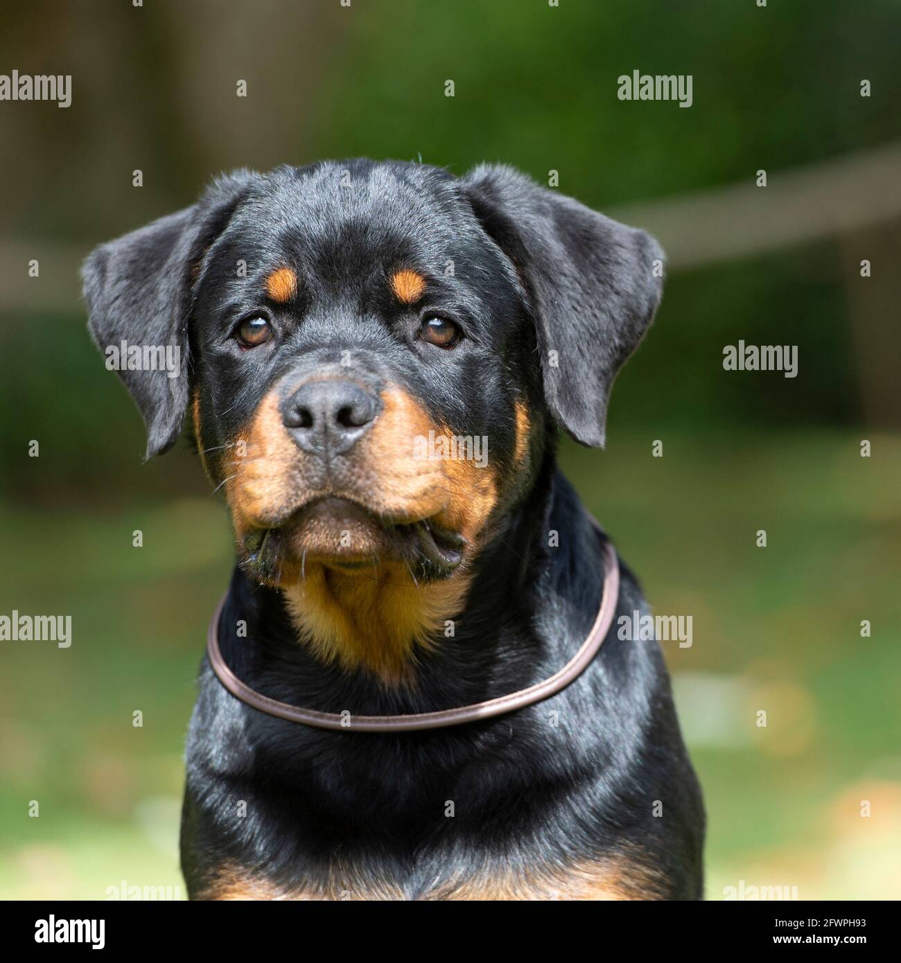 Rottweiler side profile of head hi-res stock photography and images - Alamy