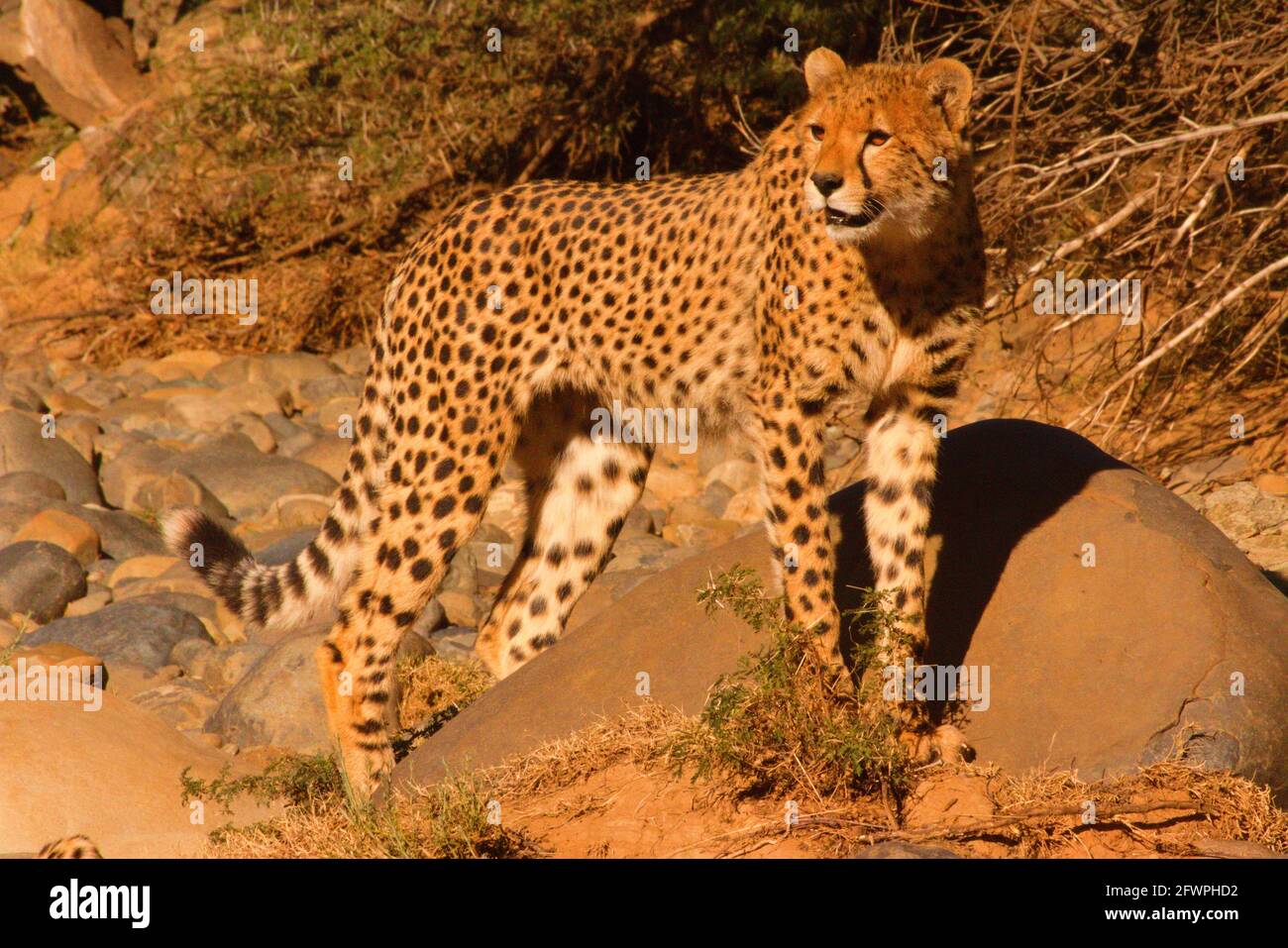 Cheetah pose hi-res stock photography and images - Alamy