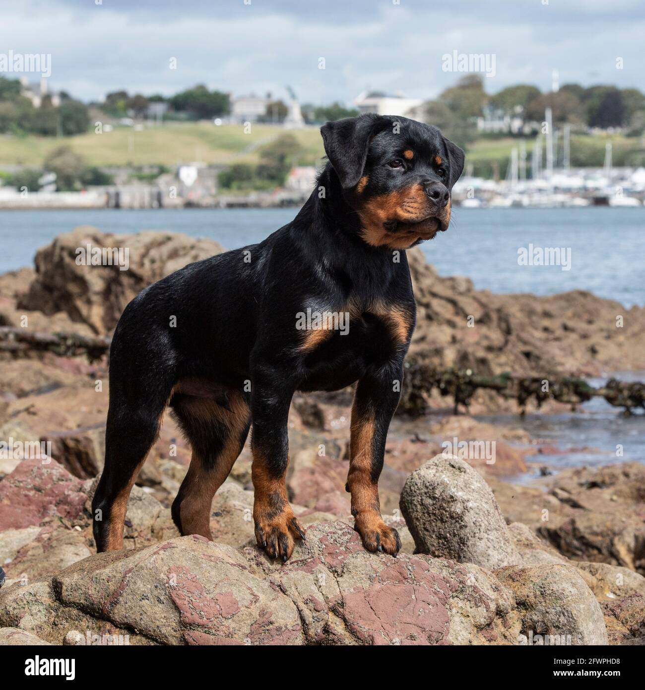 Rottweiler profile hi-res stock photography and images - Alamy