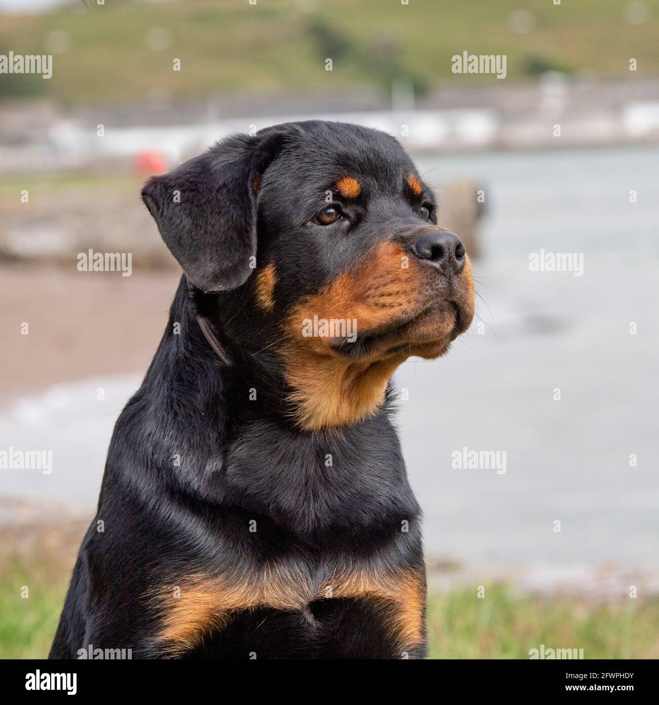 Rottweiler Side Profile Of Head High Resolution Stock Photography and ...