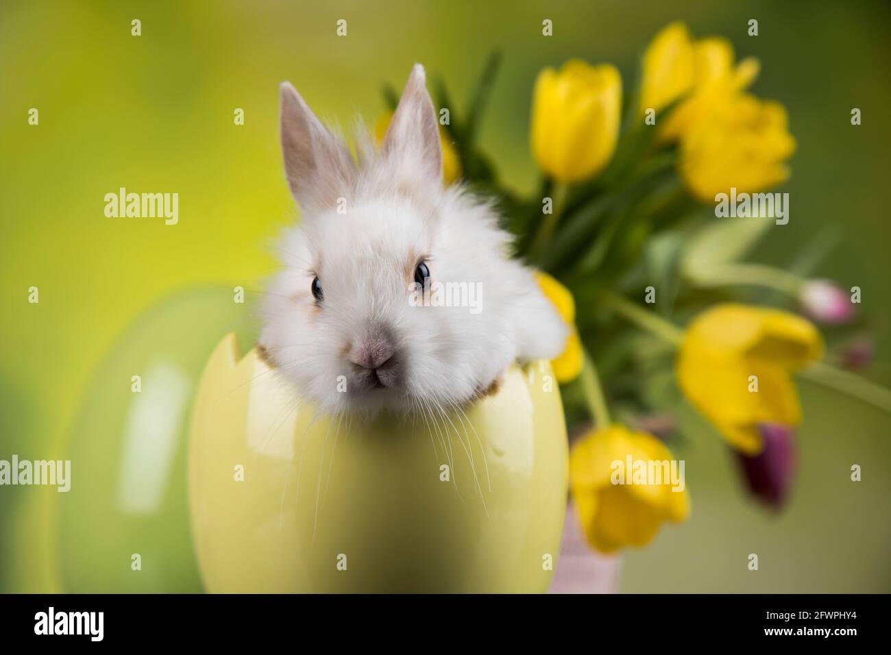 Baby bunny and egg, easter background Stock Photo - Alamy