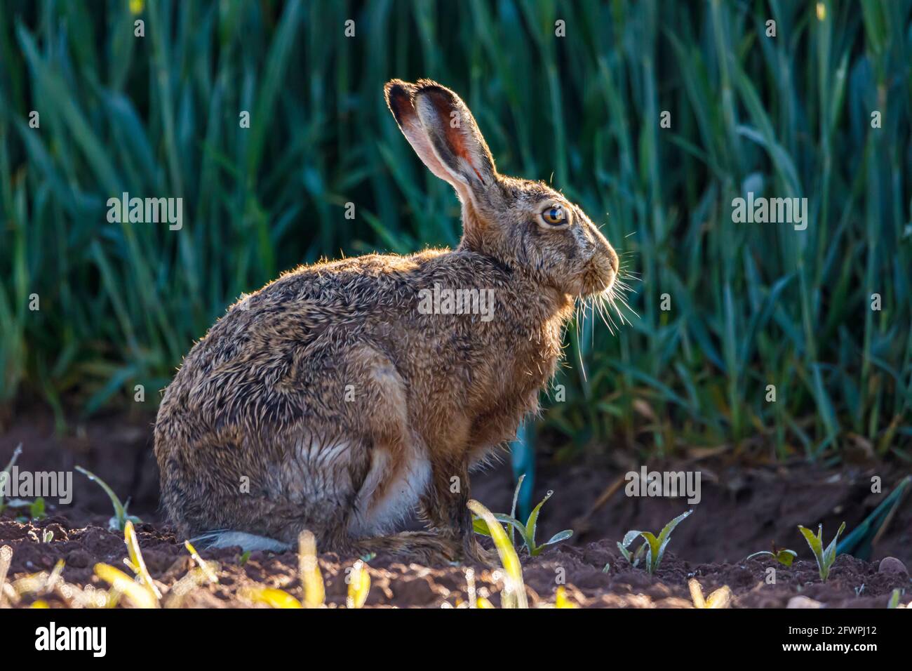 Field hare hi-res stock photography and images - Alamy