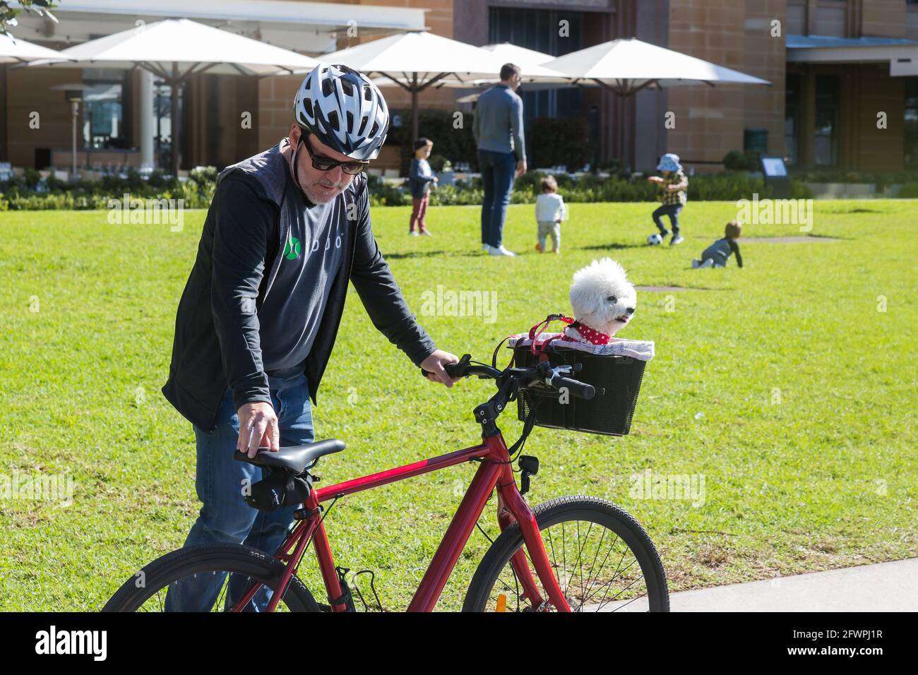 A male cyclist with his pet Bichon Frise dog in the basket on the front ...