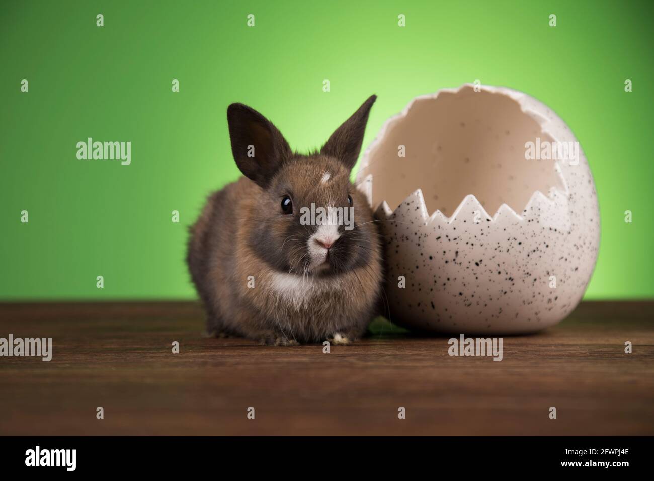 Baby bunny and egg, easter background Stock Photo - Alamy