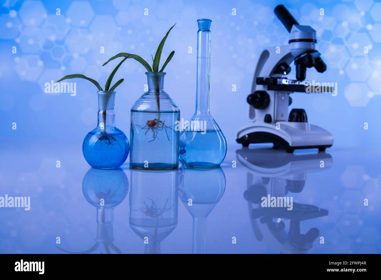 Science experiment with plant laboratory Stock Photo - Alamy