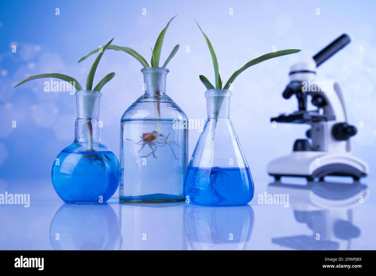 Microscope, Biotechnology concept, Plant laboratory experimental Stock ...