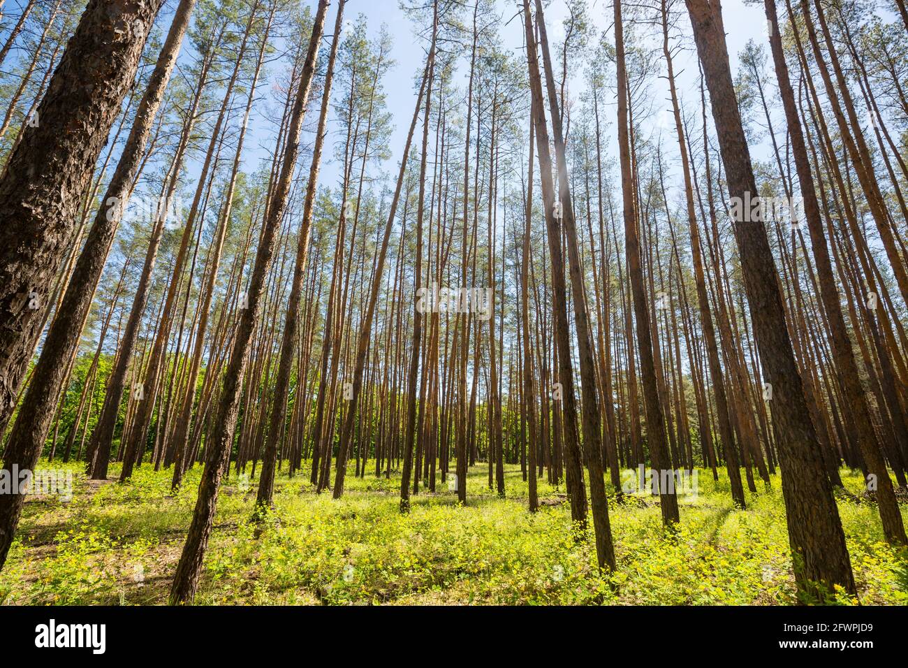 Beautiful woodland landscapes. Spring flowers In the forest Stock Photo ...