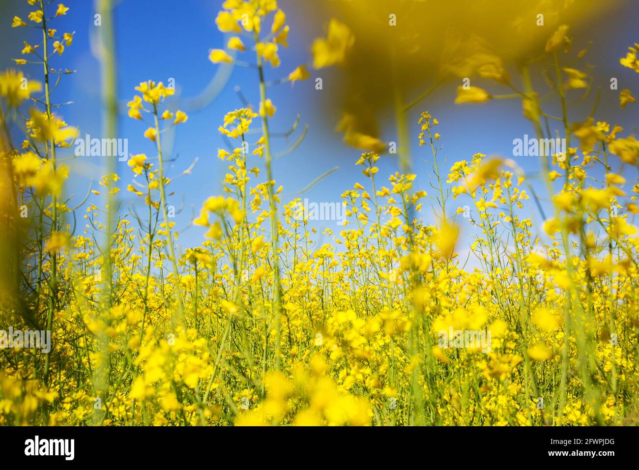 Rural landscapes yellow field hi-res stock photography and images - Alamy