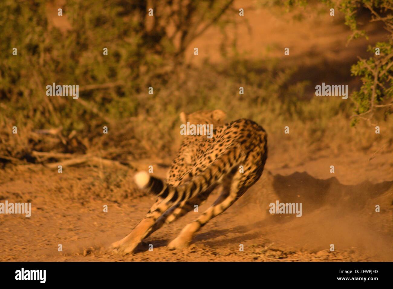 Cheetah Running away from camera with side step Stock Photo - Alamy