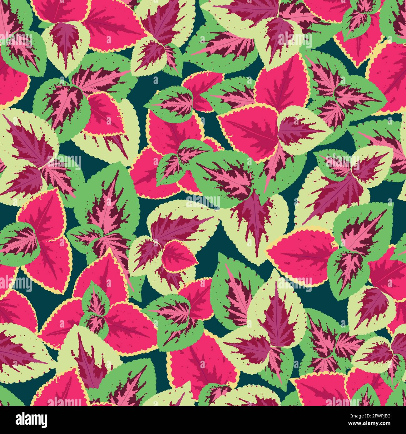 Coleus blume Stock Vector Images - Alamy