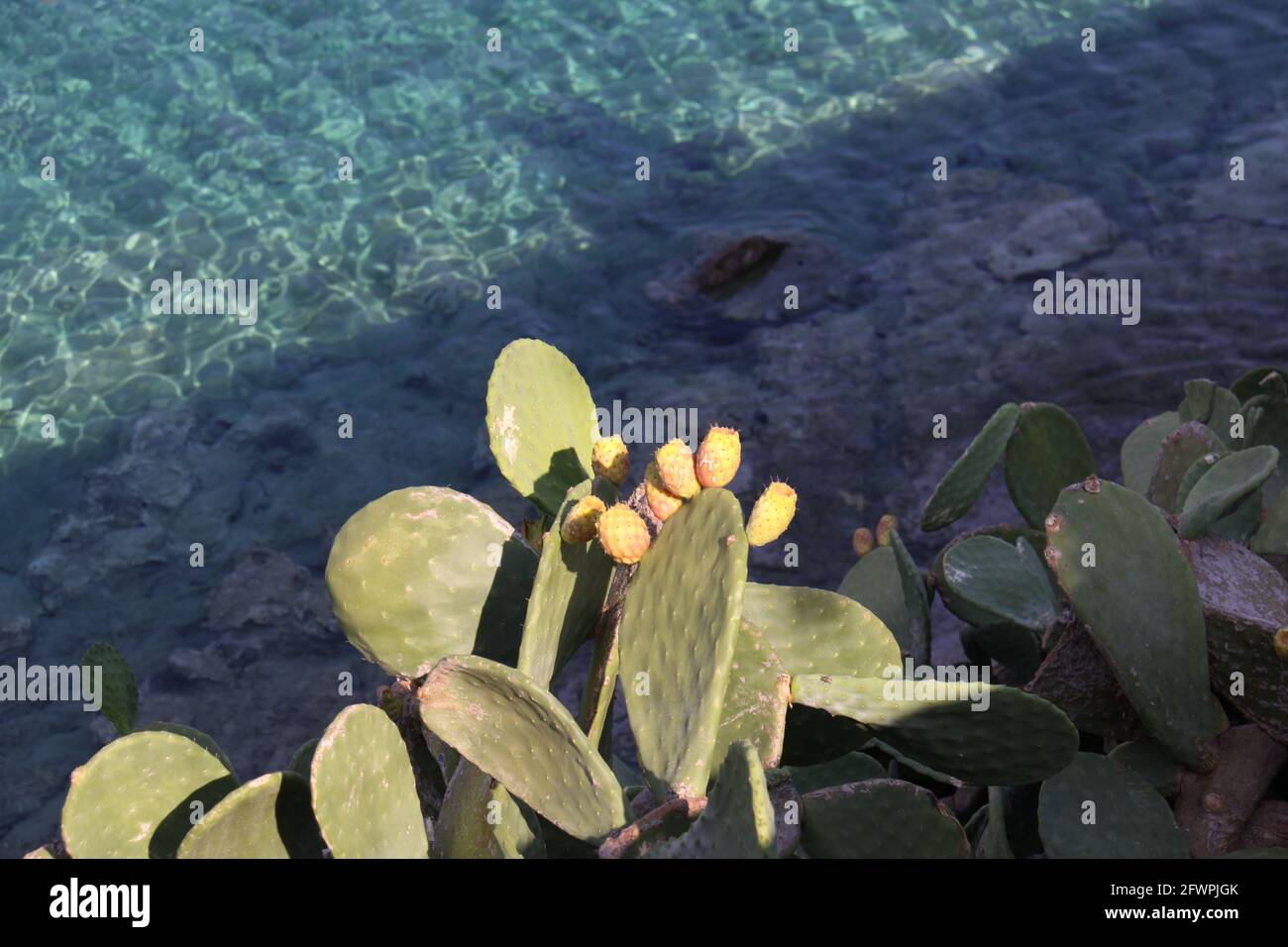 large cactus leaves with cactus fruits and deep below beautiful clear ...