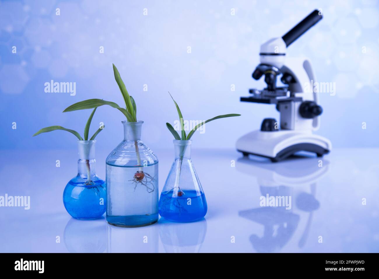 Microscope, Biotechnology concept, Plant laboratory experimental Stock ...