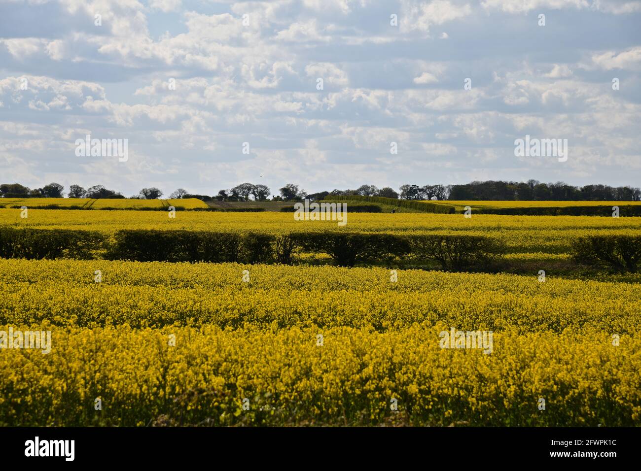 Rapessed fields hi-res stock photography and images - Alamy